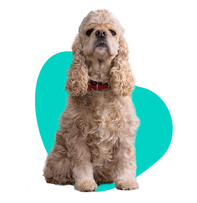 Cocker spaniel amerykański — wszystkie informacje i opis rasy